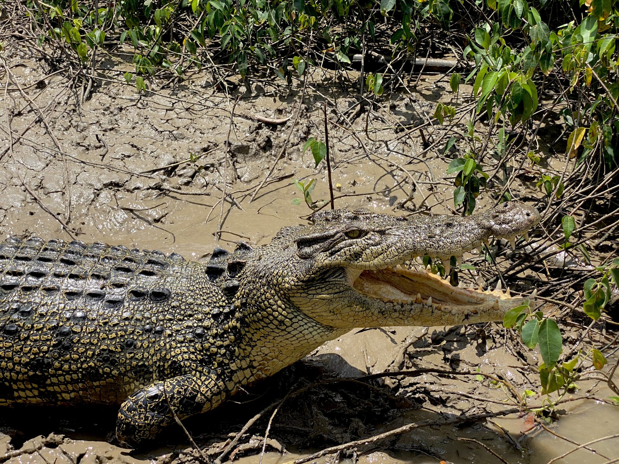 Snap Bait: NT Government Gives Green Light to Croc Culling