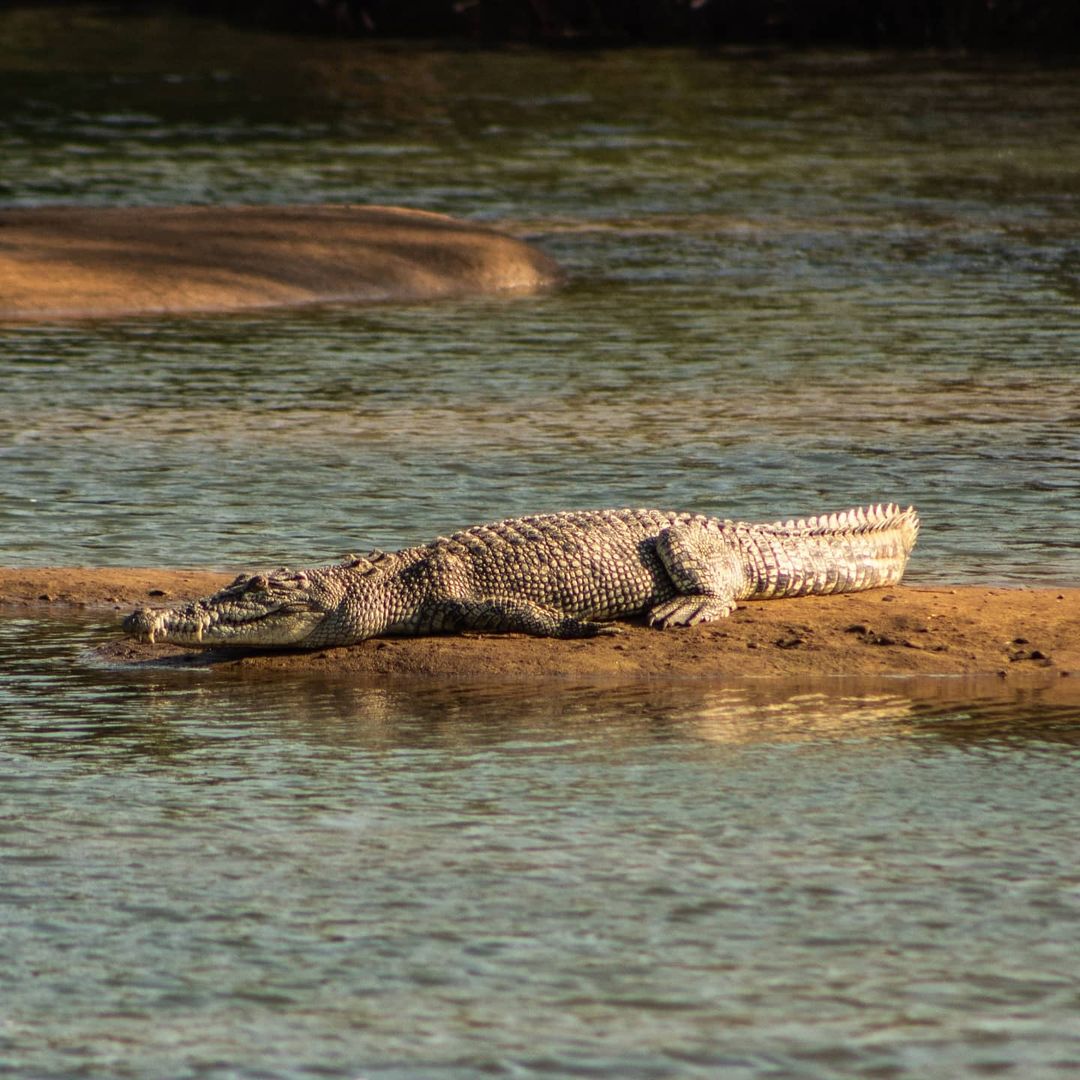 Snap Bait: NT Government Gives Green Light to Croc Culling